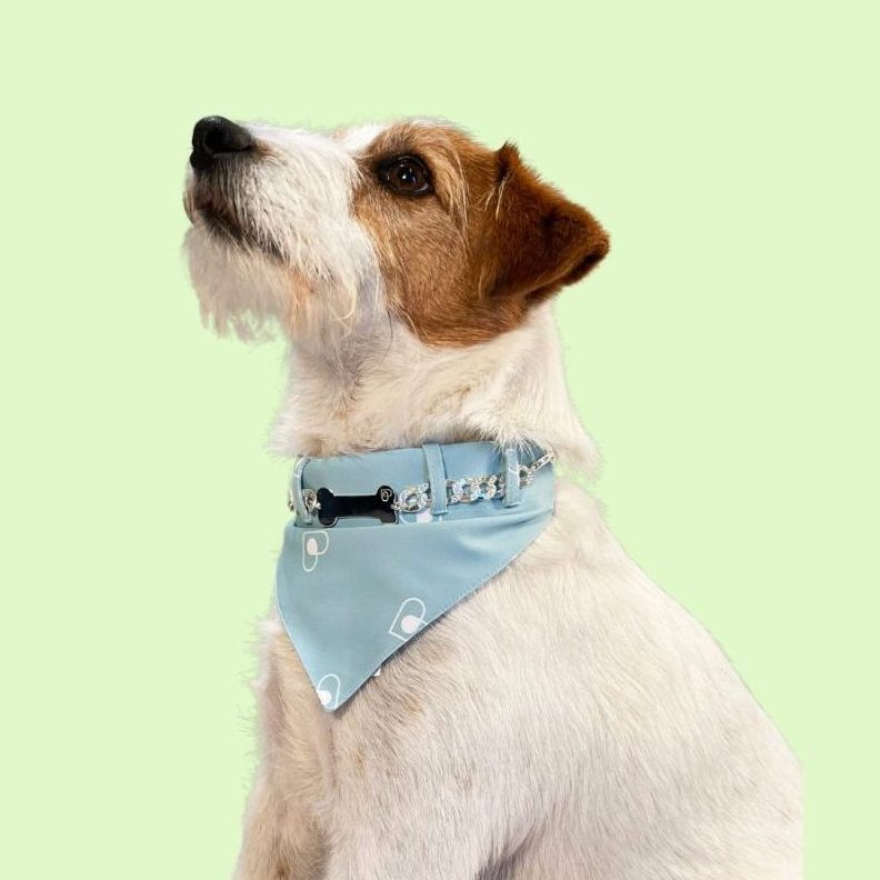 Pet Creation - Prodotti innovativi per la salute di Fido